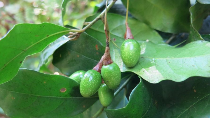 Instituto de Pesquisas Ambientais