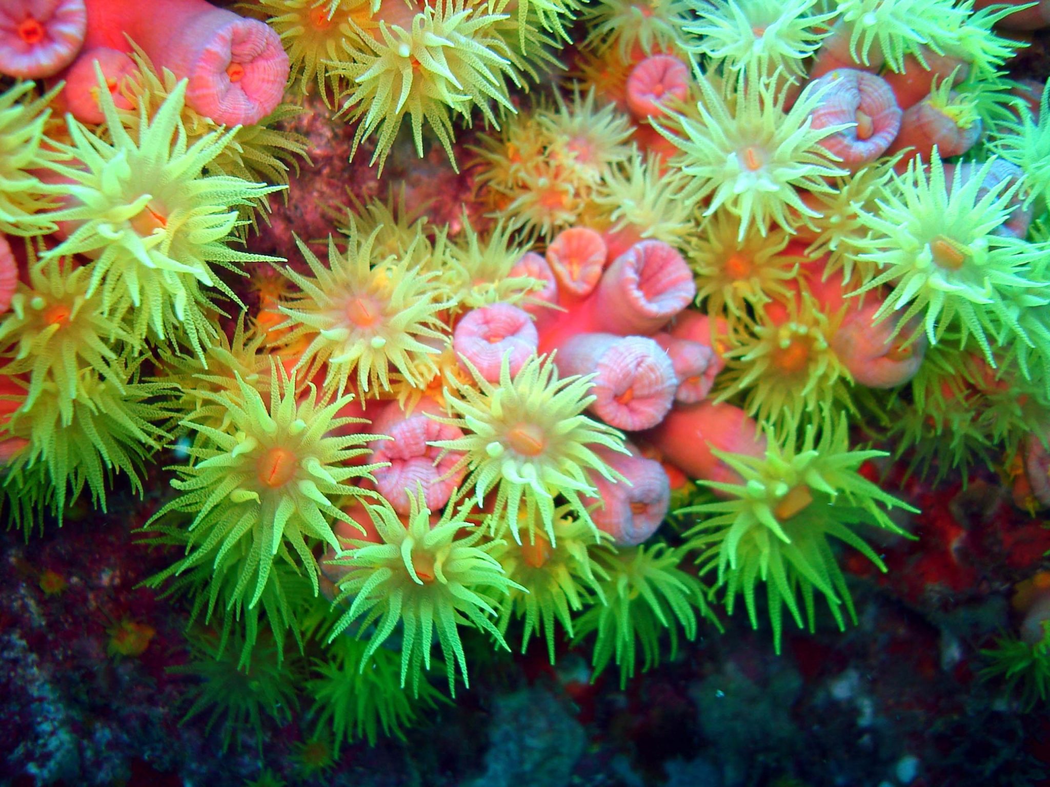 Fundação Florestal