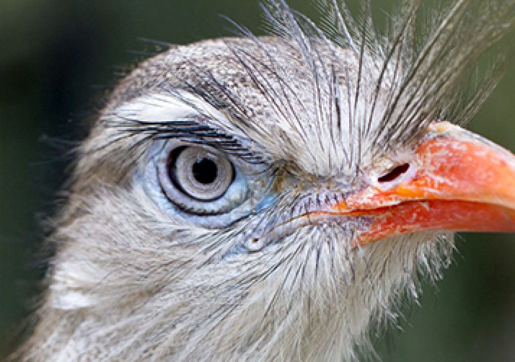 Secretaria de Meio Ambiente, Infraestrutura e Logística